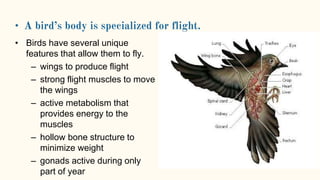 flight adaptation in birds | PPTX