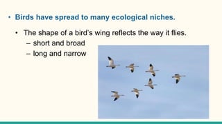flight adaptation in birds | PPTX