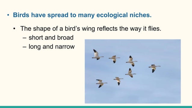 flight adaptation in birds | PPTX | Birdwatching | Hobbies & Interests