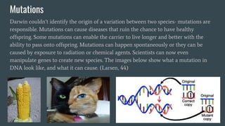 Anthropology presentation | PDF