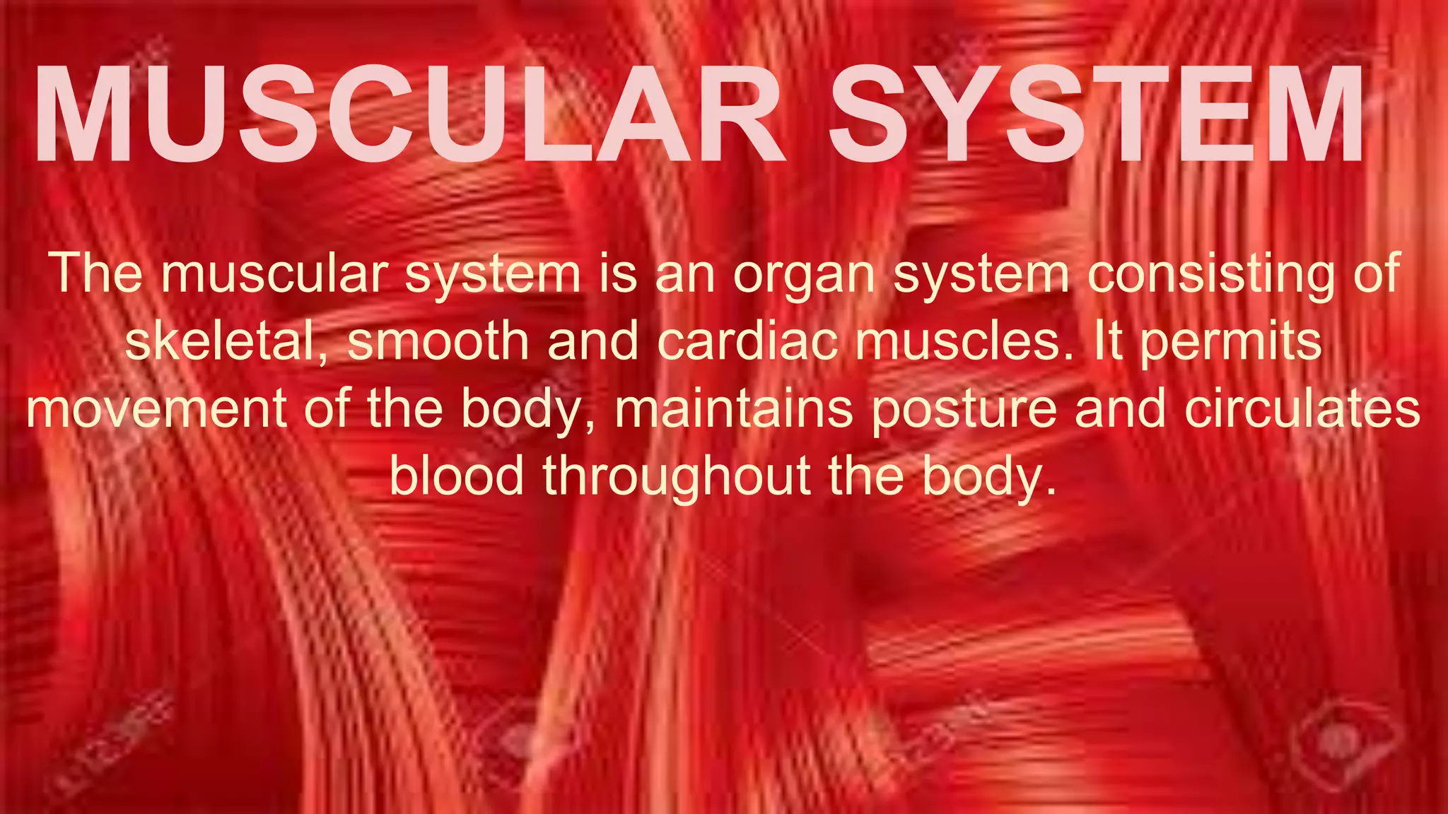 Muscular Tissue | PPT