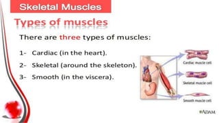 Muscular Tissue | PPTX