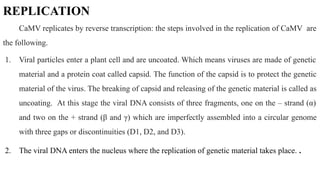 DNA containing plant viruses - Cauliflower mosaic virus & Geminivirus | PDF
