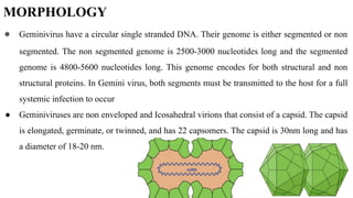 DNA containing plant viruses - Cauliflower mosaic virus & Geminivirus | PDF