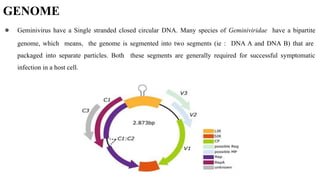 DNA containing plant viruses - Cauliflower mosaic virus & Geminivirus | PDF
