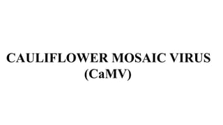 DNA containing plant viruses - Cauliflower mosaic virus & Geminivirus | PDF