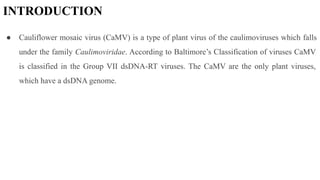DNA containing plant viruses - Cauliflower mosaic virus & Geminivirus | PDF