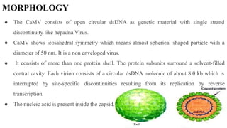 DNA containing plant viruses - Cauliflower mosaic virus & Geminivirus | PDF