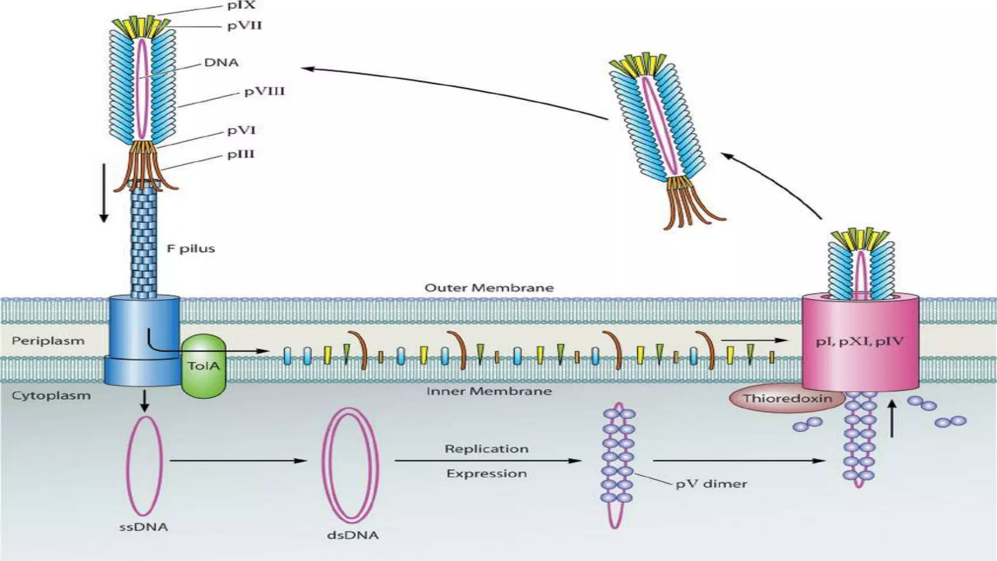 M13 phage | PPTX