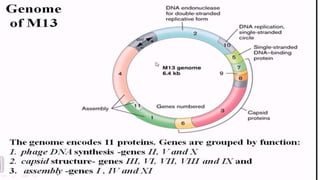 M13 phage | PPTX