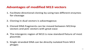 M13 phage | PPTX