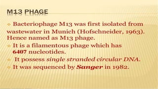 M13 phage | PPTX