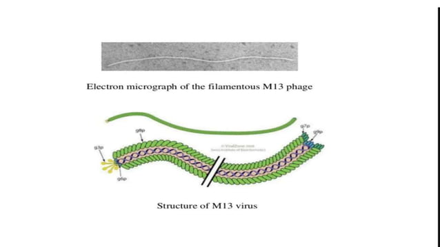 M13 phage | PPTX