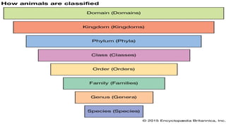 Principles of taxonomy | PDF