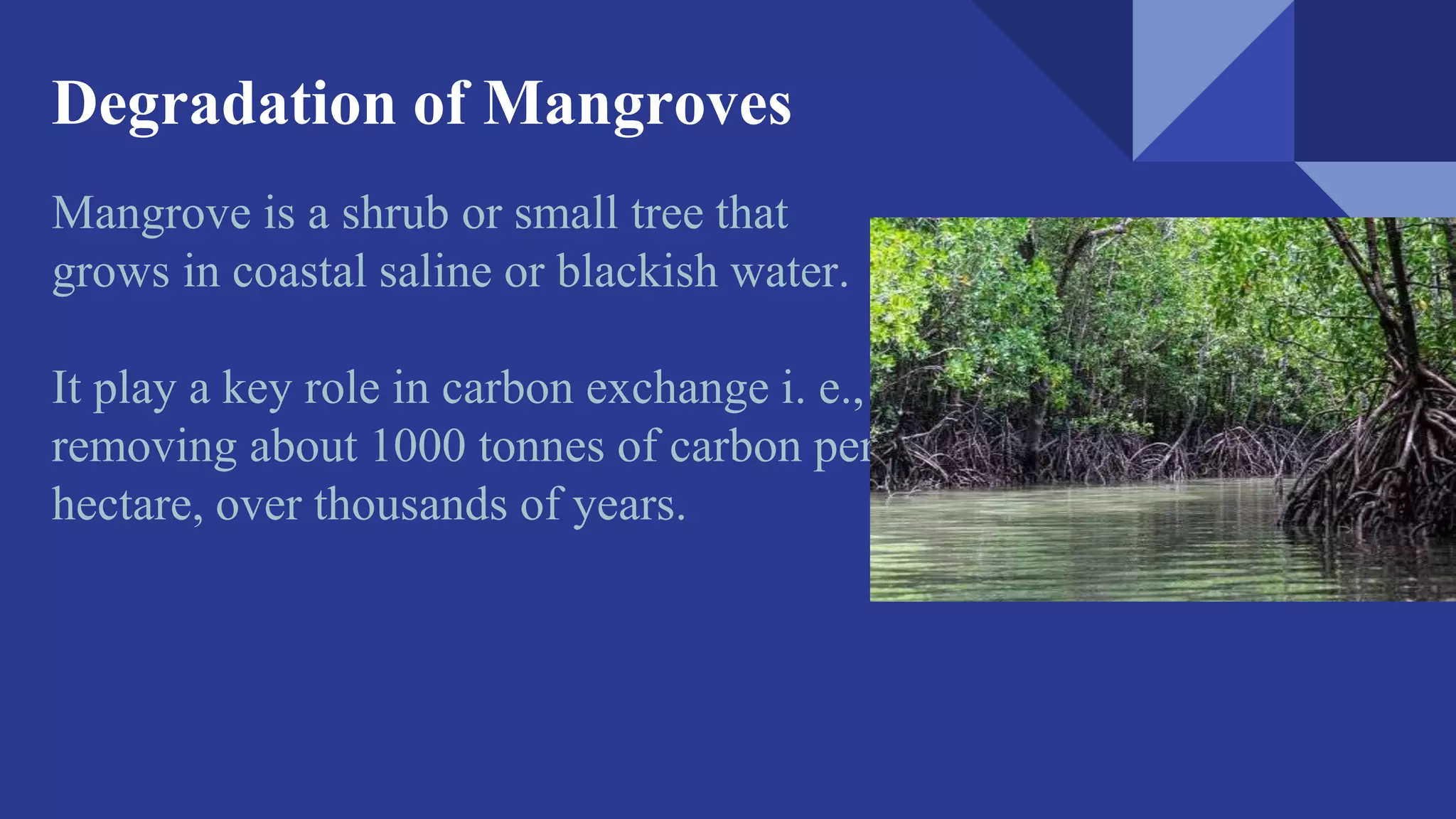 Local environmental issues.pptx