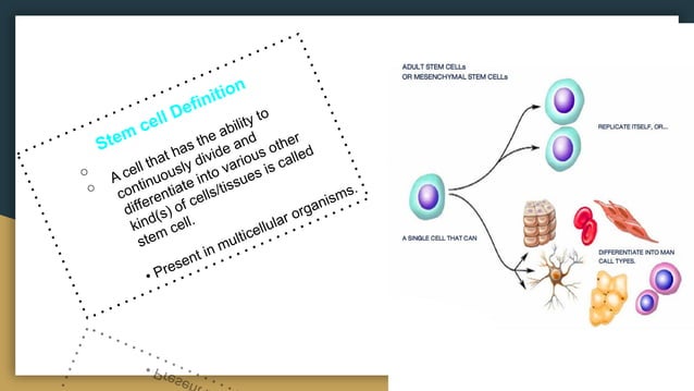 Stem Cell Technology | PPT