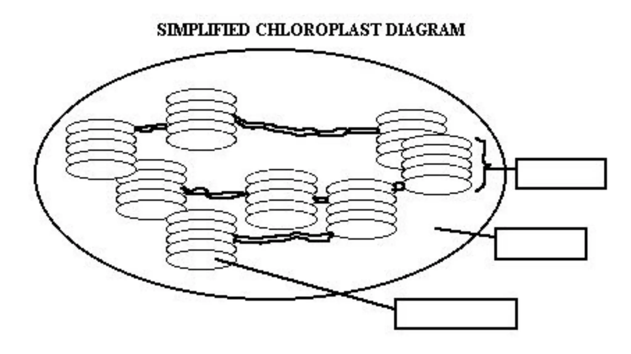 Biology Diagrams | PDF