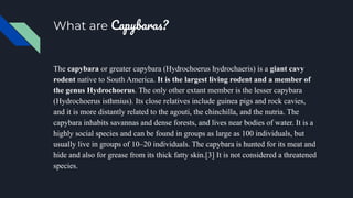 Presentation about Capybara :) | PDF