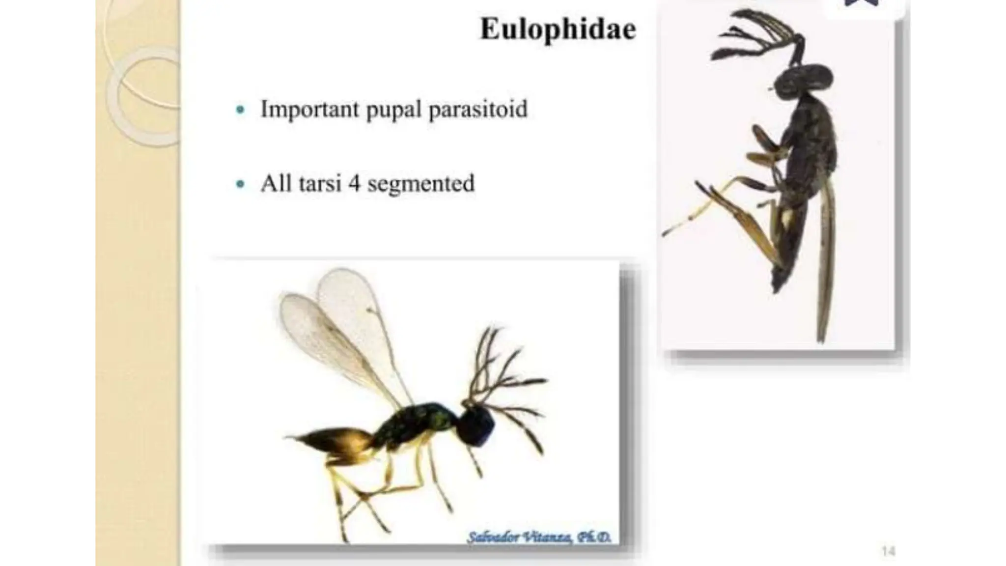 Identification of parasitoids and predators | PPTX