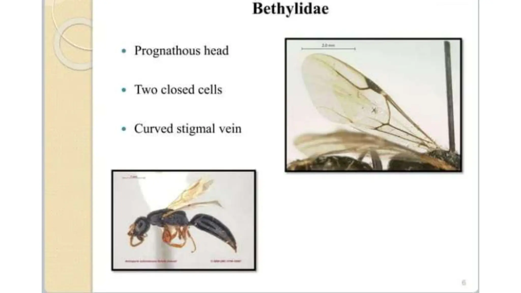 Identification of parasitoids and predators | PPTX