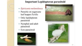 Identification of parasitoids and predators | PPTX