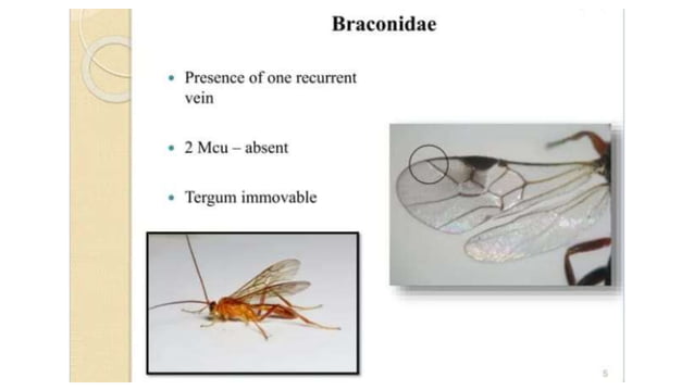 Identification of parasitoids and predators | PPTX