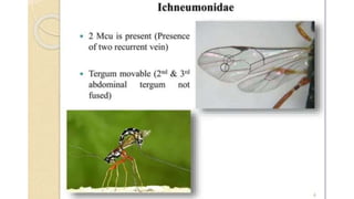 Identification of parasitoids and predators | PPTX