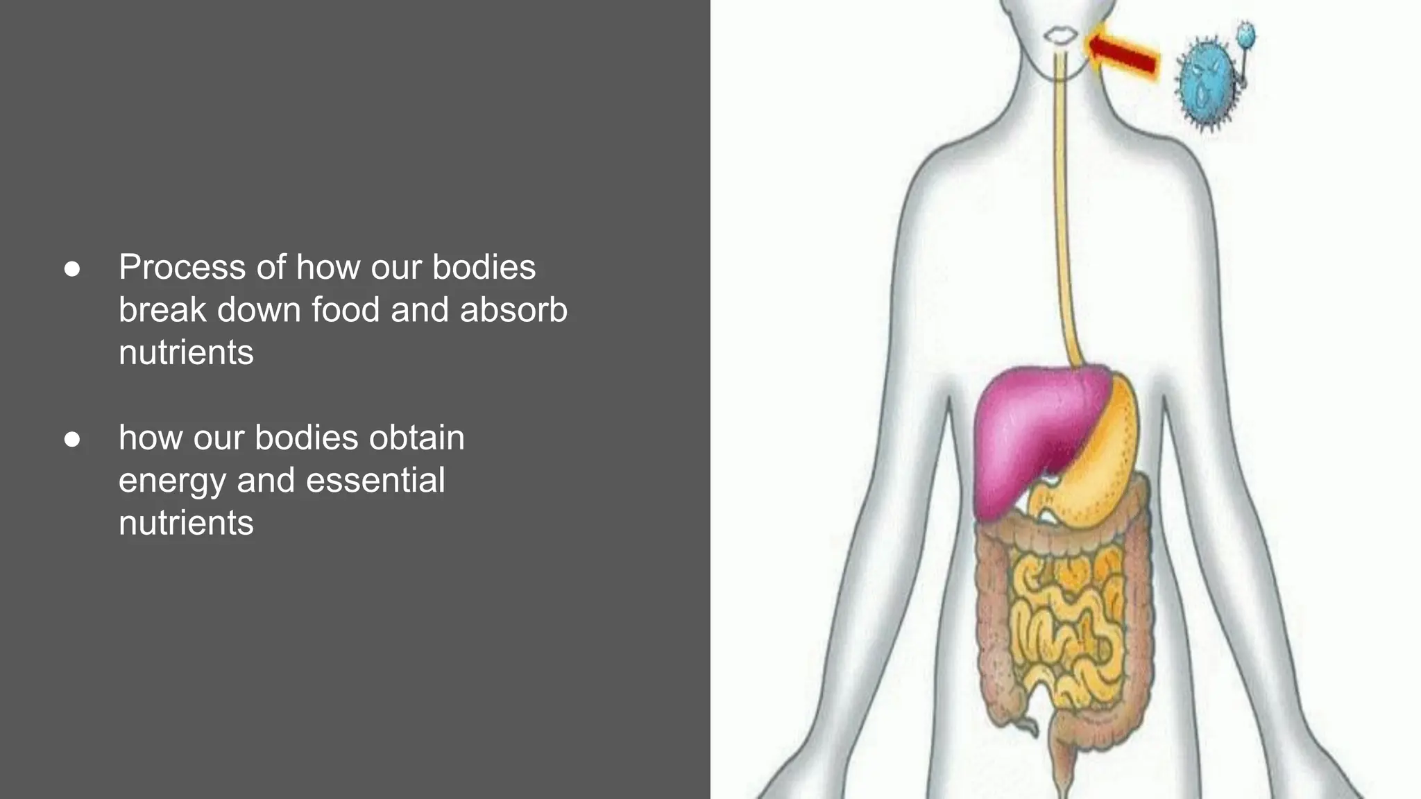 The Human Digestive System, Ten slide presentation | PDF | Chemistry ...