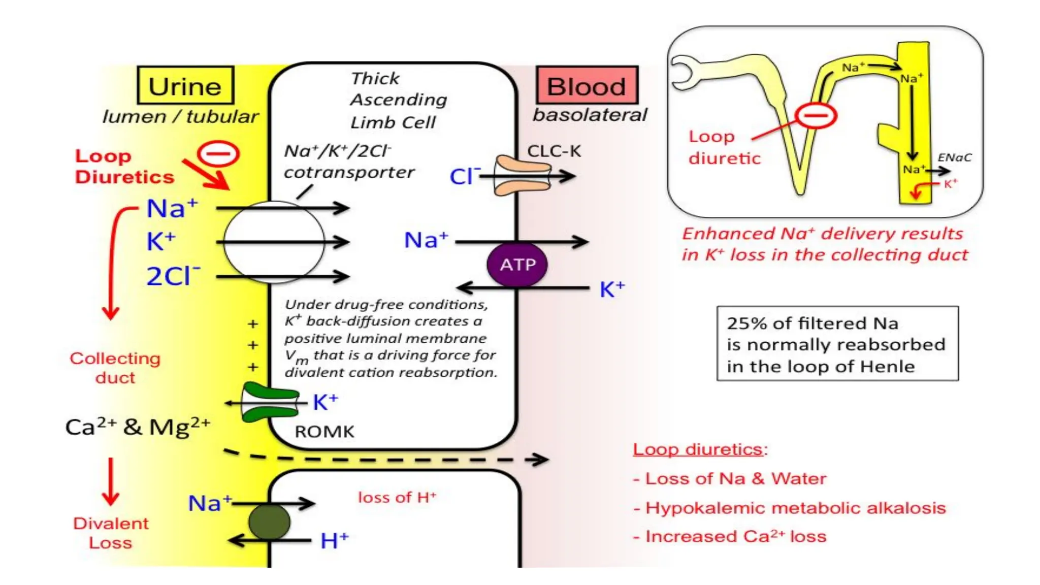Diuretic Medication (Frusemide) Also known as loop diuretics | PDF