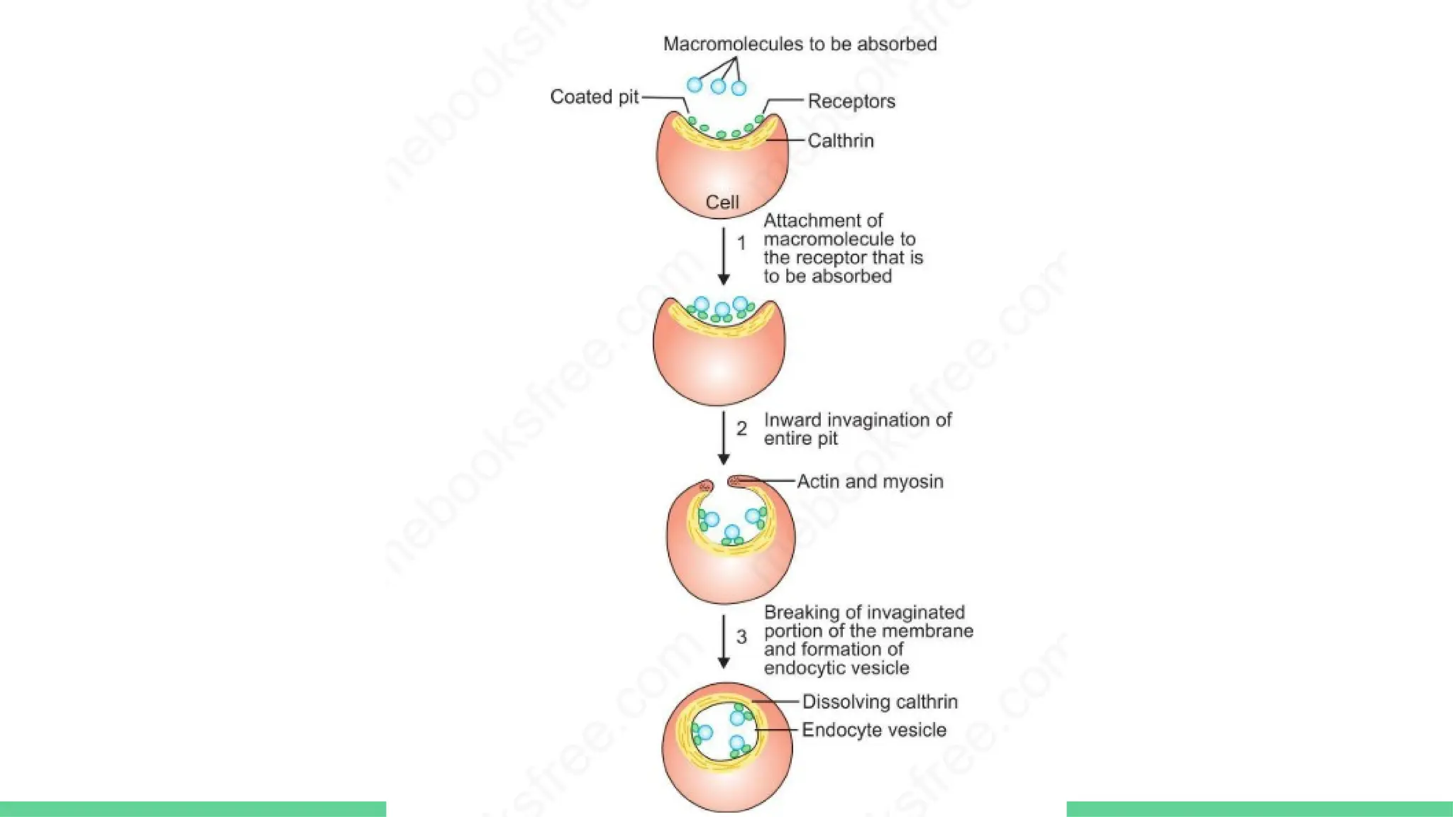 STRUCTURE OF PLASMA MEMBRANE AND CELLULAR TRANSPORT | PPT