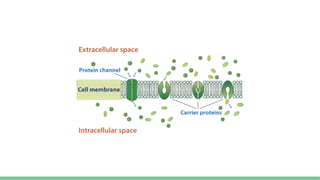 STRUCTURE OF PLASMA MEMBRANE AND CELLULAR TRANSPORT | PPTX
