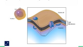 STRUCTURE OF PLASMA MEMBRANE AND CELLULAR TRANSPORT | PPT