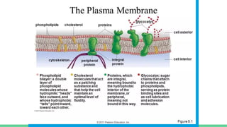 STRUCTURE OF PLASMA MEMBRANE AND CELLULAR TRANSPORT | PPT | Free Download