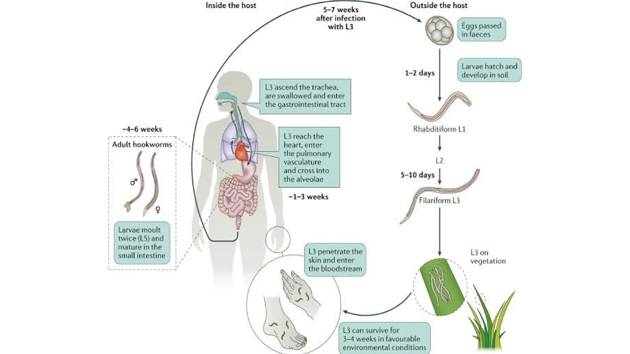 Microbiology Hookworm life cycle ( mbbs MBBS 2nd | PPTX