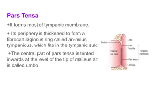 Untitled presentation.external ear ENT department | PPT