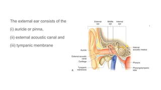 Untitled presentation.external ear ENT department | PDF