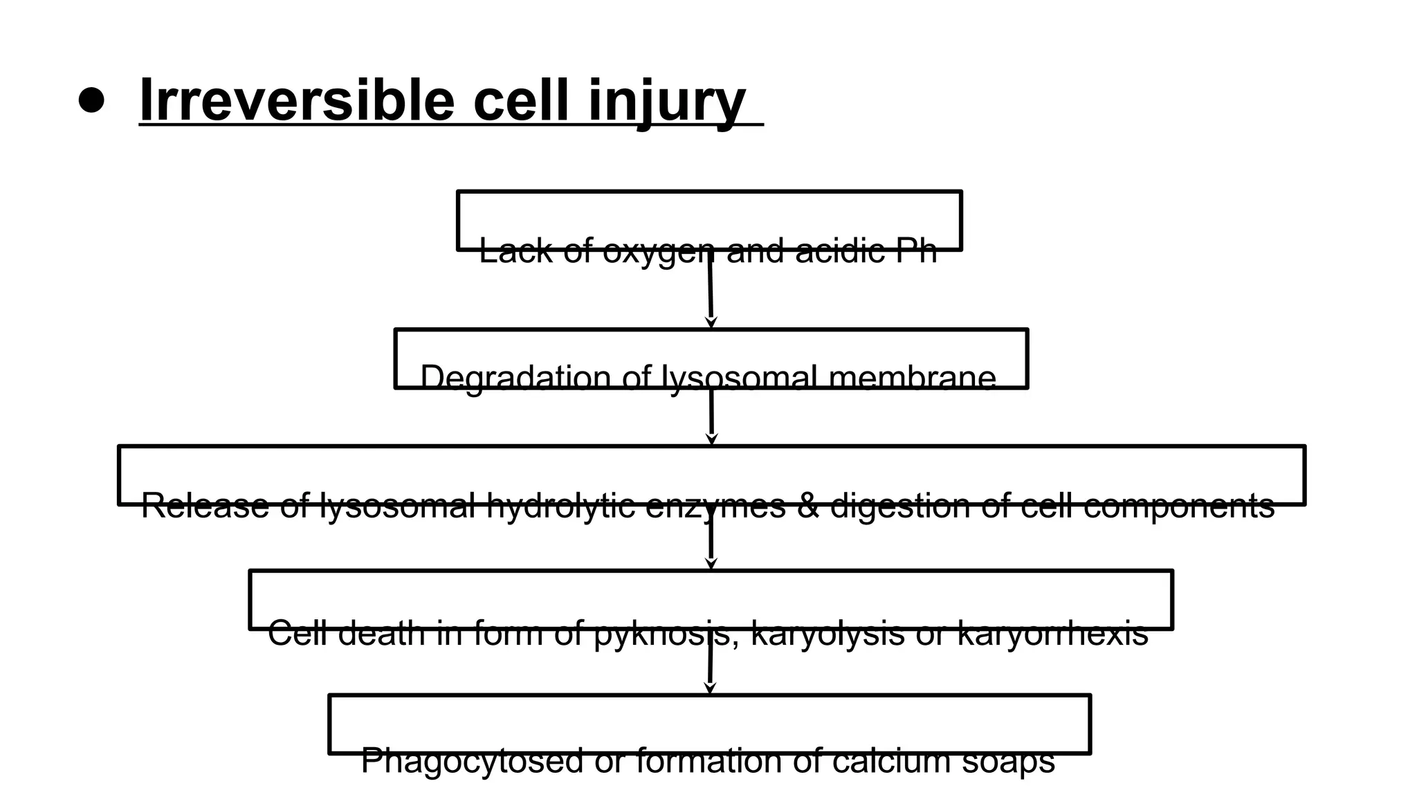 Cell injury (changes during cell injury) | PPTX