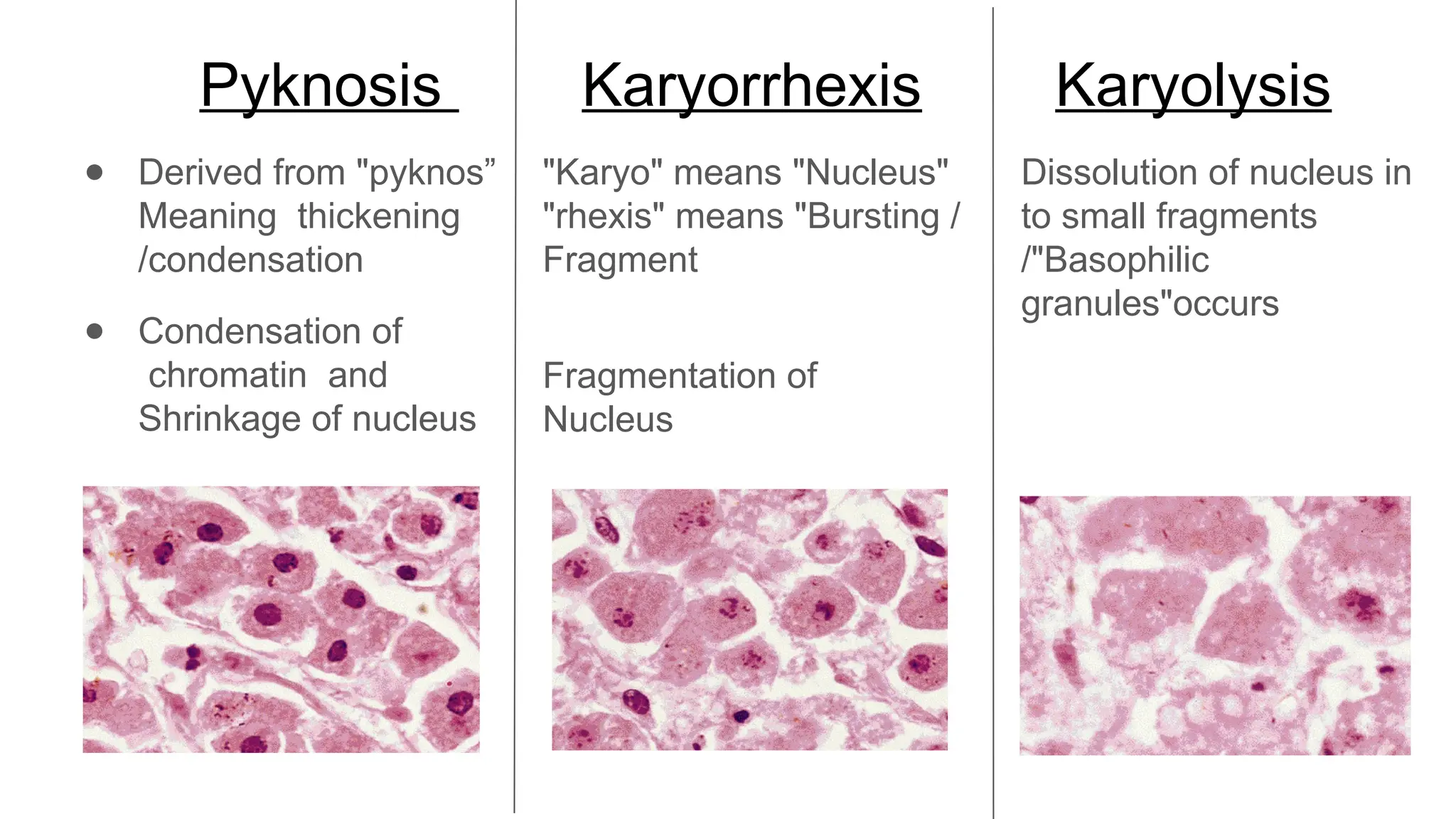 Cell injury (changes during cell injury) | PPTX