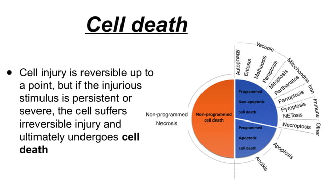 Cell injury (changes during cell injury) | PPTX | Biological Sciences ...