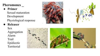 Behaviour modifying chemicals in insects , semiochemicals in insects ...