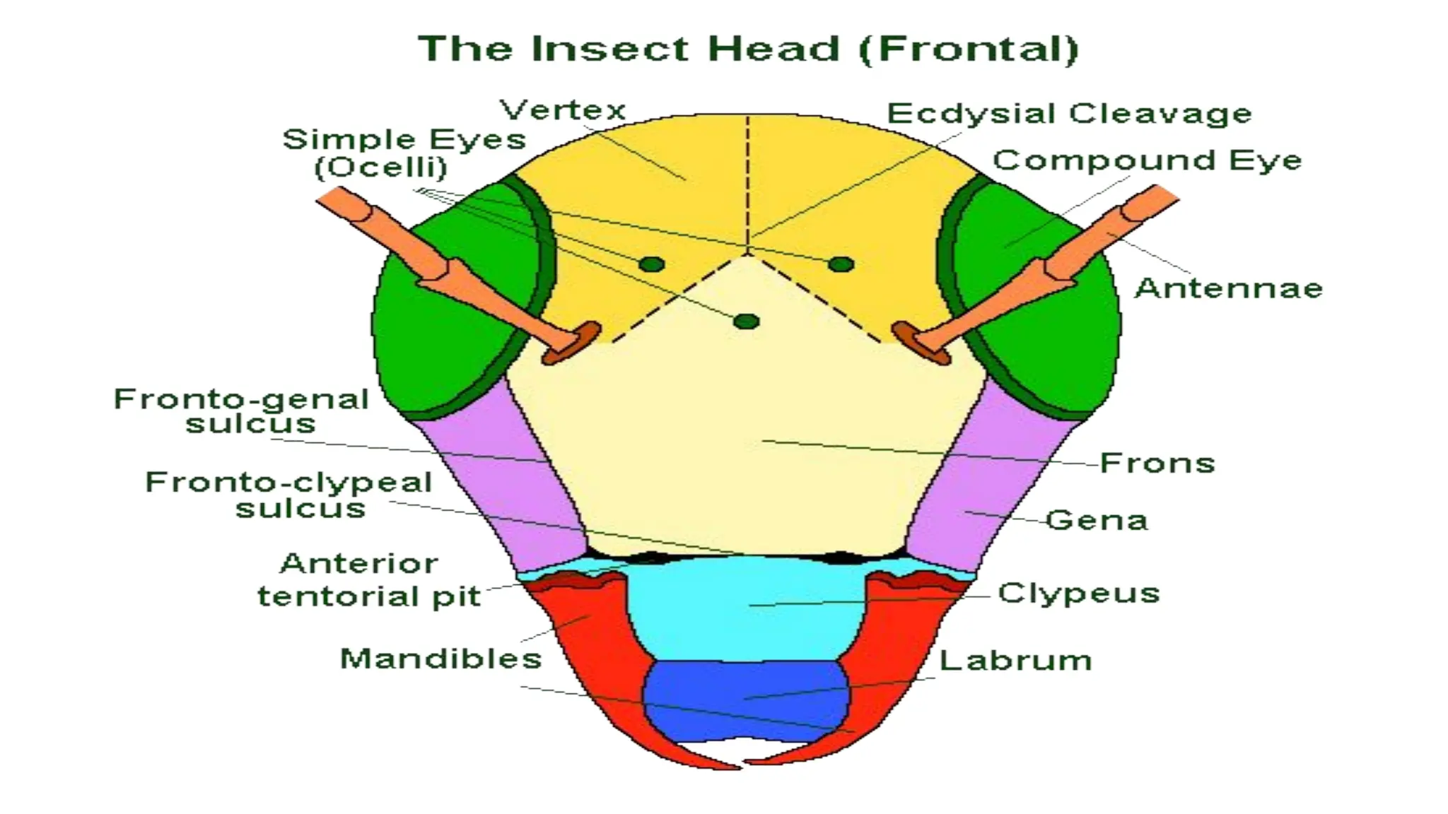 Insect morphology | PDF