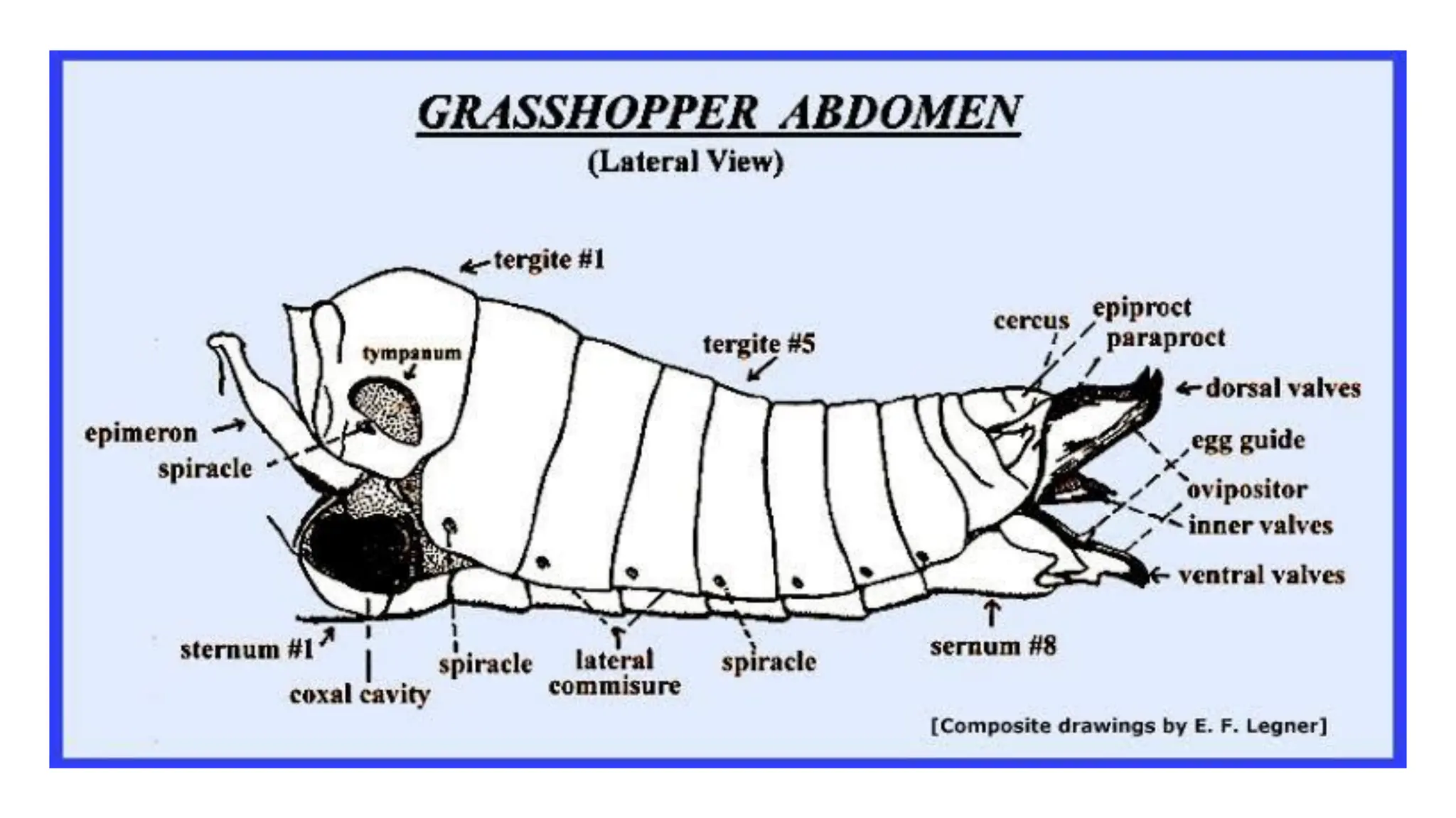 Insect morphology | PDF