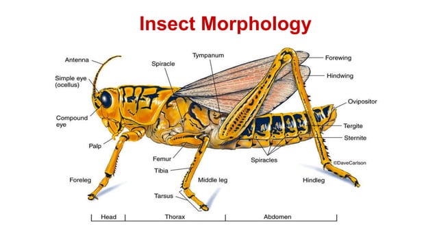Insect morphology | PDF