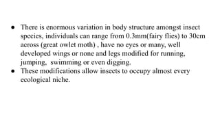 Insect morphology | PDF