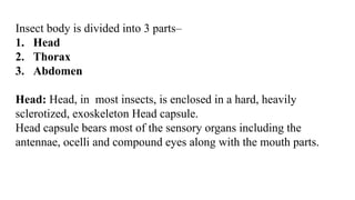 Insect morphology | PDF