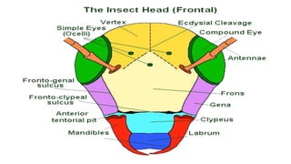 Insect morphology | PDF