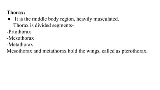 Insect morphology | PDF