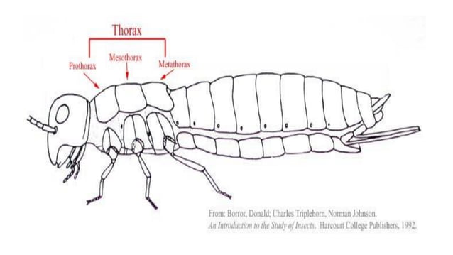 Insect morphology | PDF