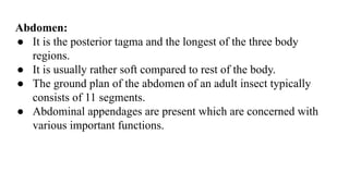 Insect morphology | PDF