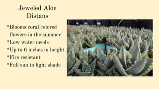 Succulents. | PDF